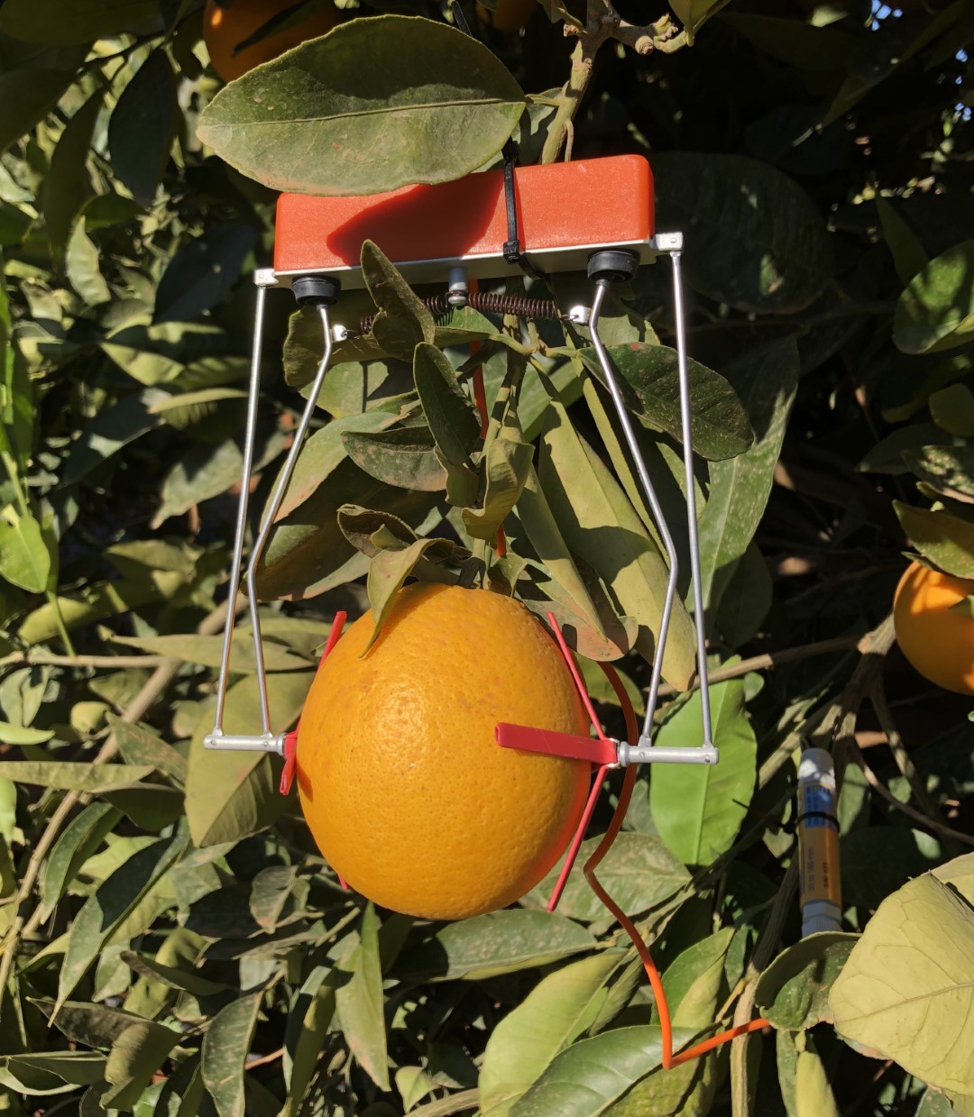 Dendrometers – Nu-Tech International